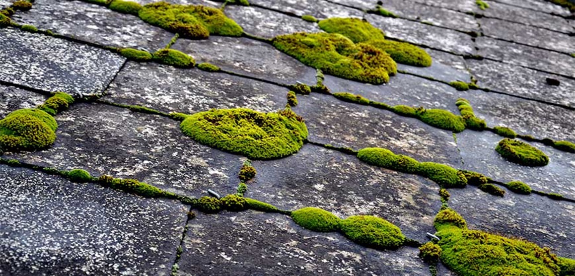 Roof Moss and Algae: Why Ignoring Them Can Lead to Costly Repairs ...